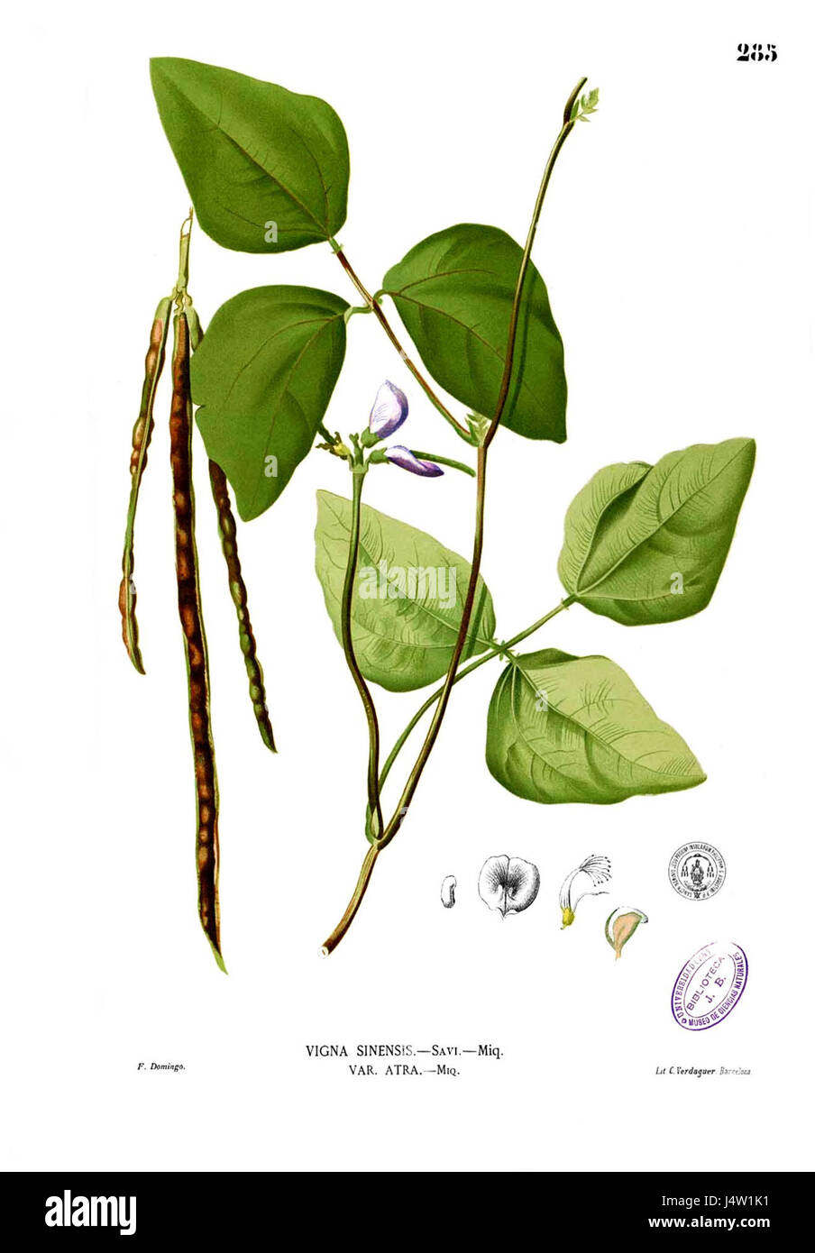 Cowpea Plant Diagram With Label