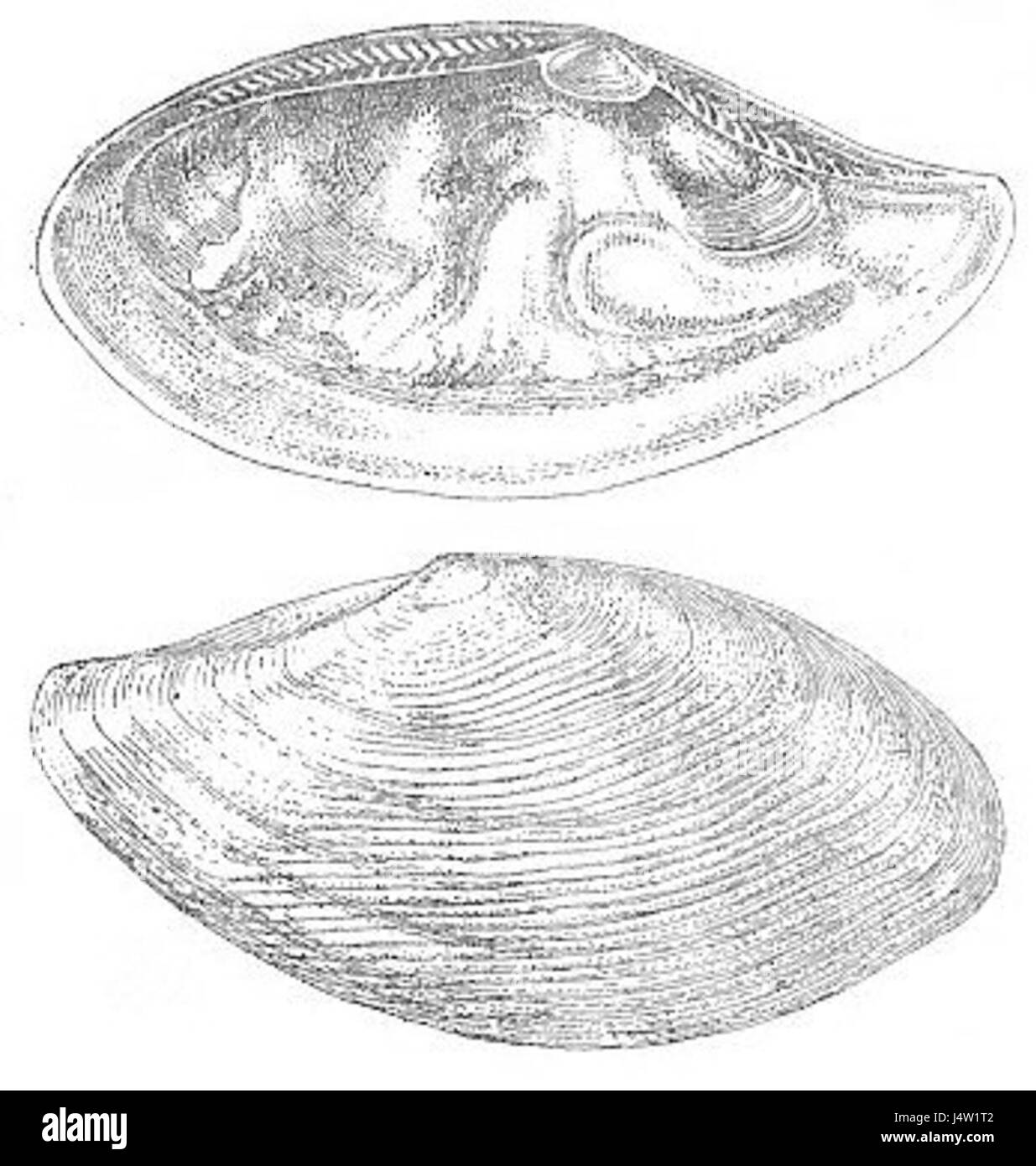 Yoldia lanceolata hi-res stock photography and images - Alamy