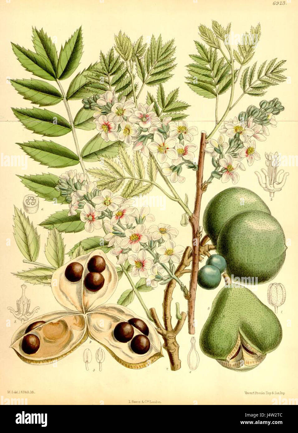Xanthoceras sorbifolia, commonly known as the Yellowhorn, is a ...