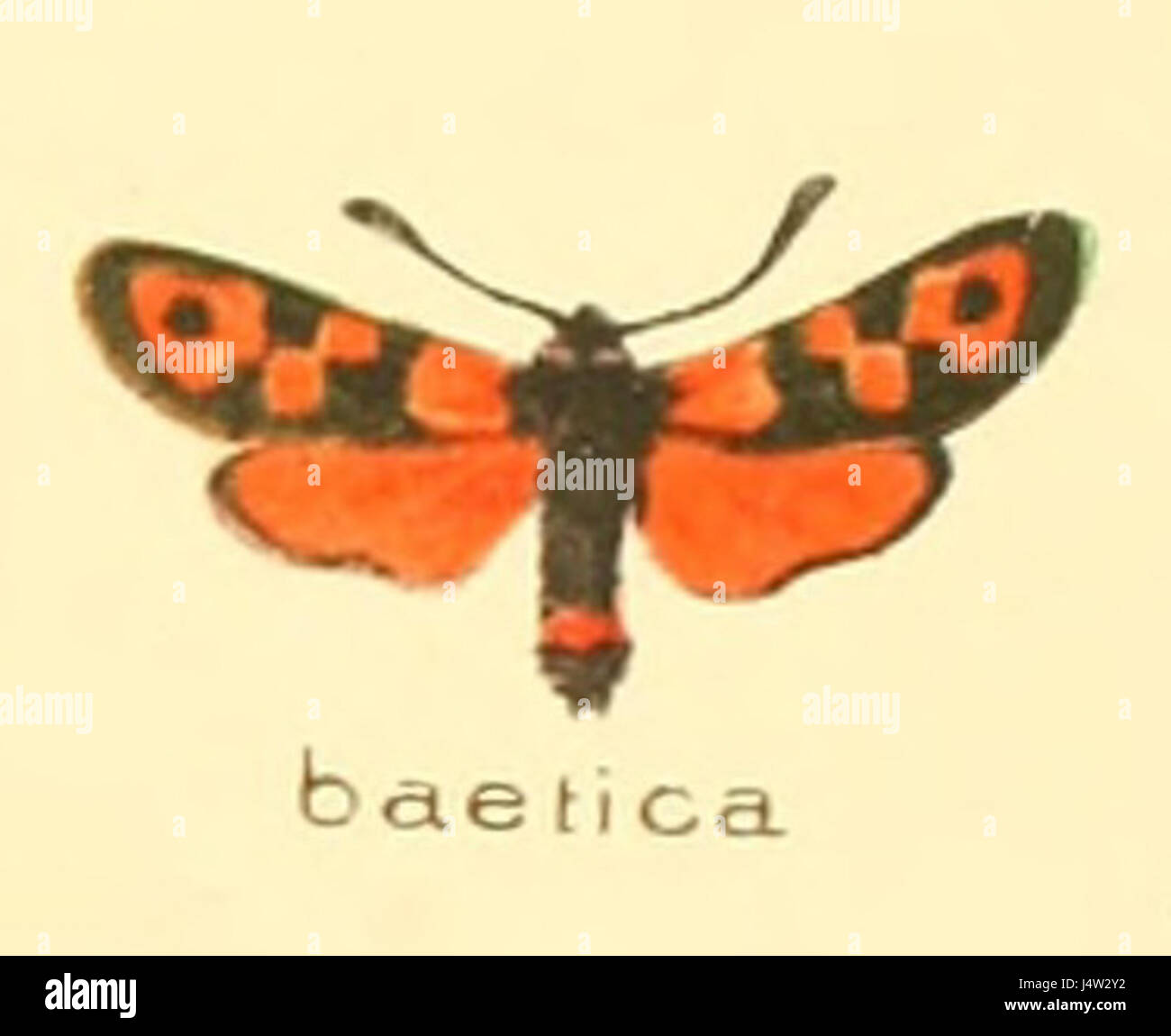 Baetica hi-res stock photography and images - Alamy