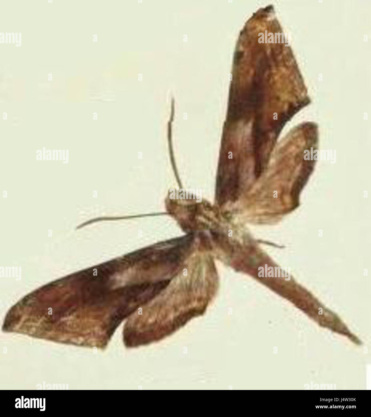 Xylophanes hi-res stock photography and images - Alamy