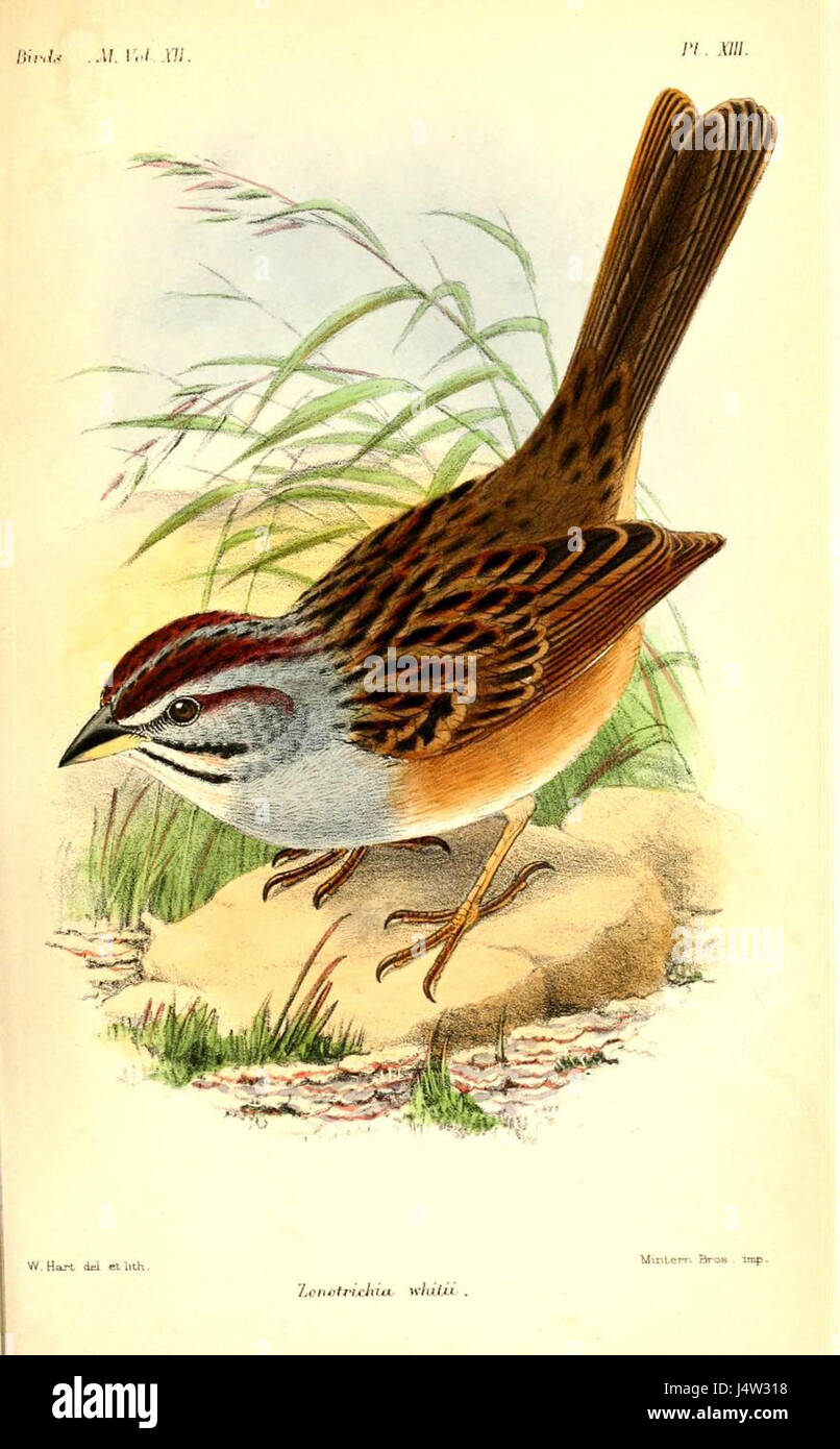 Songbird classification hi-res stock photography and images - Alamy