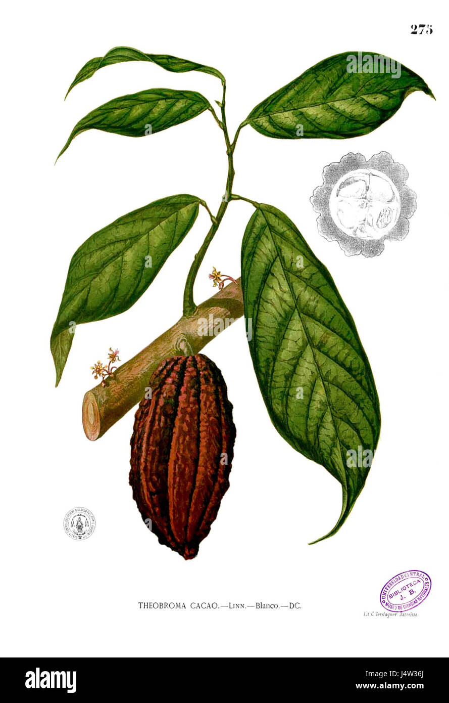 History of the cacao hi-res stock photography and images - Alamy