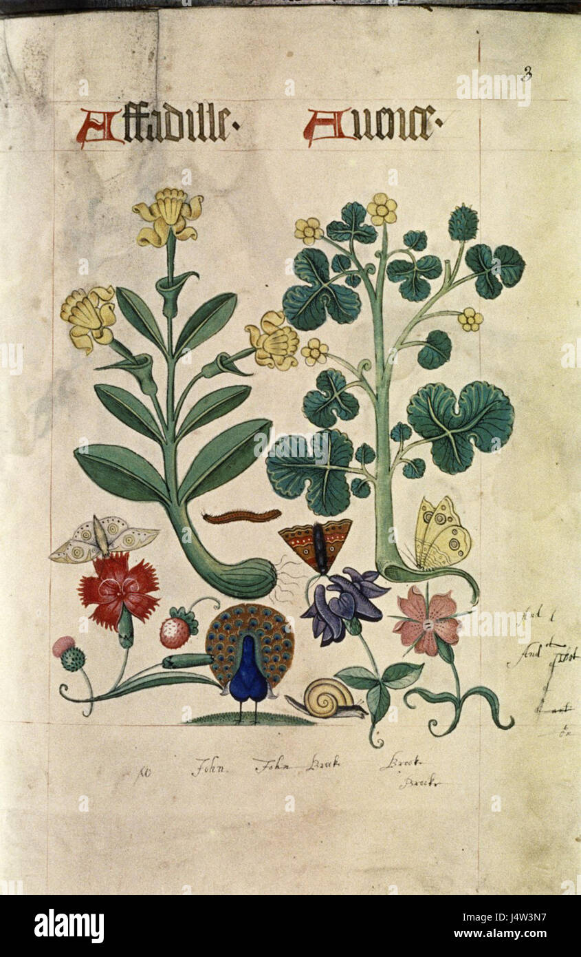 The Tudor pattern book MS. Ashmole 1504 is a manuscript from the Tudor ...