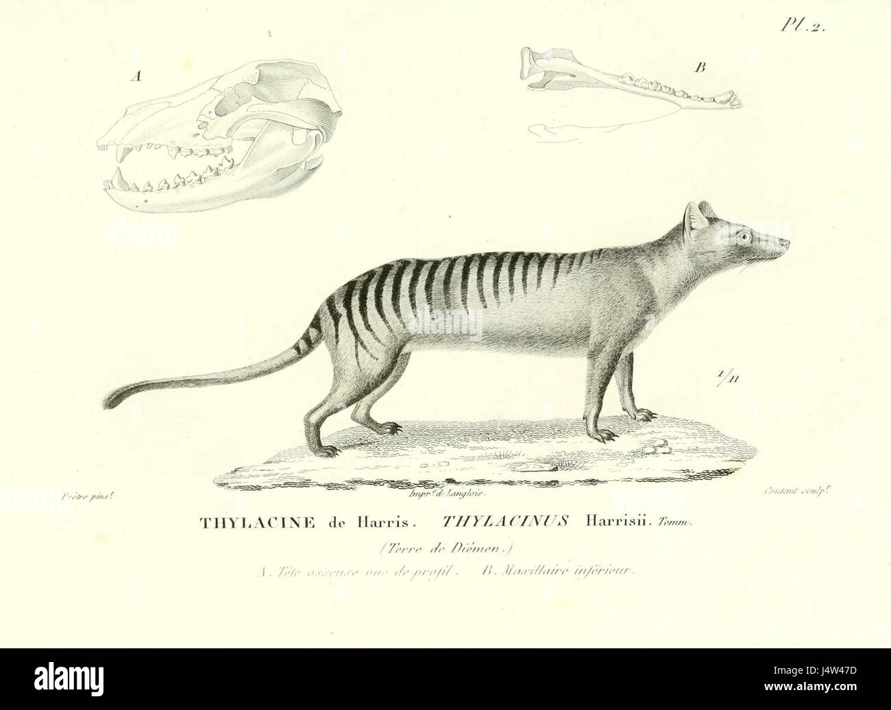 Thylacinus harrisii, commonly known as the Tasmanian Tiger, was a ...