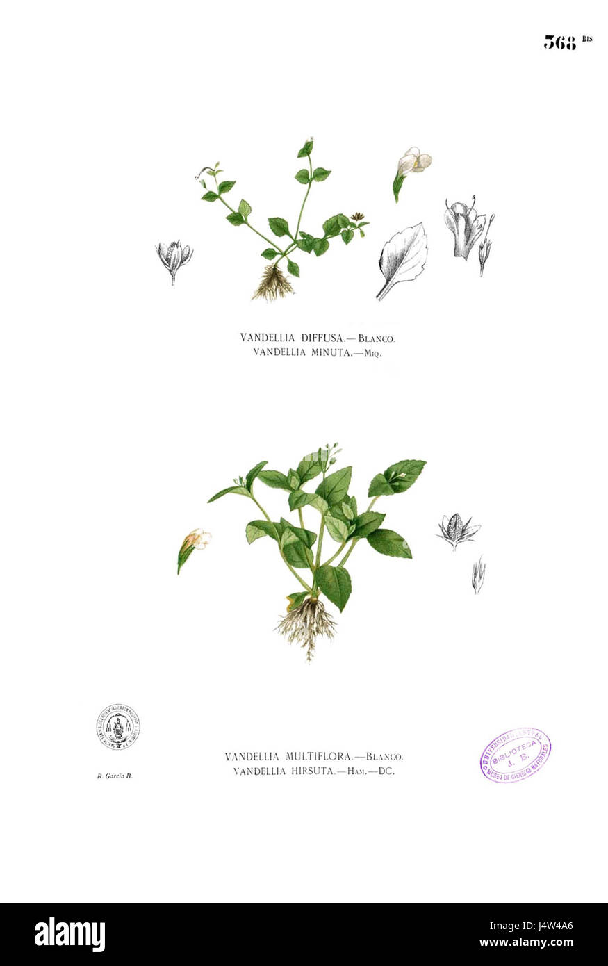 Torenia spp is a genus of flowering plants in the family Linderniaceae ...