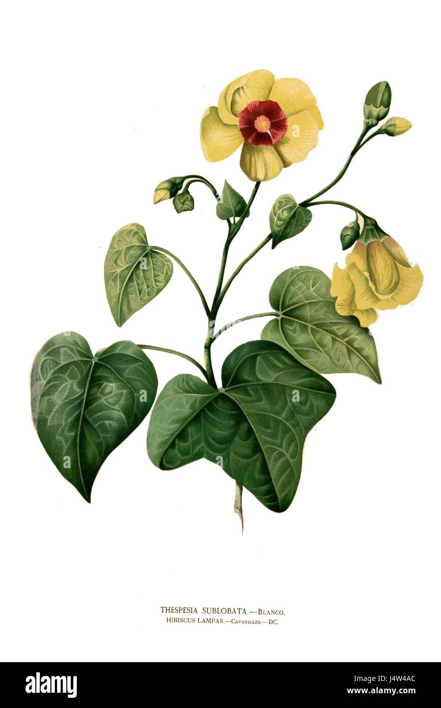 Thespesia populnea, commonly known as the portia tree, is a species of ...