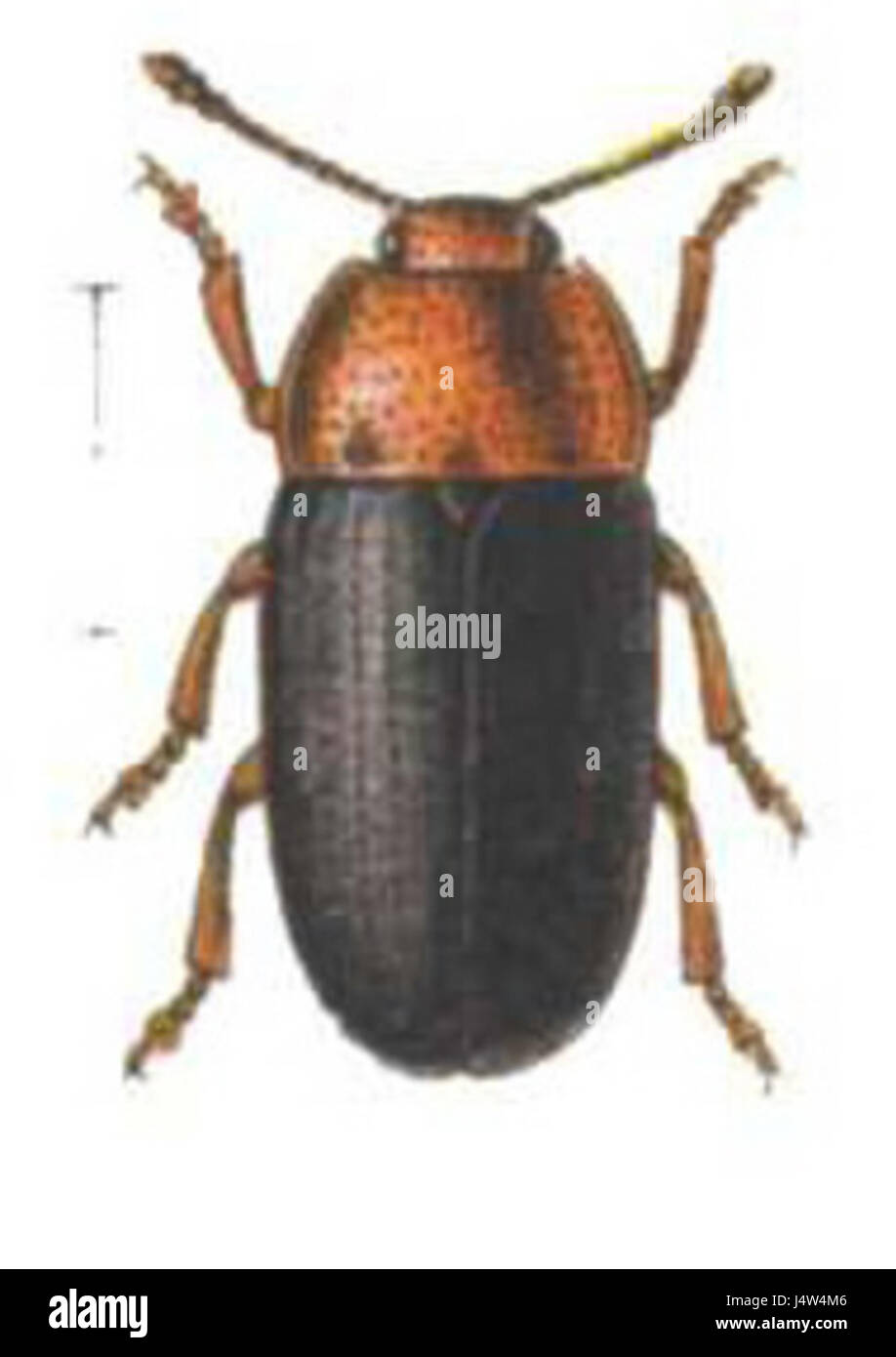 Russica hi-res stock photography and images - Alamy