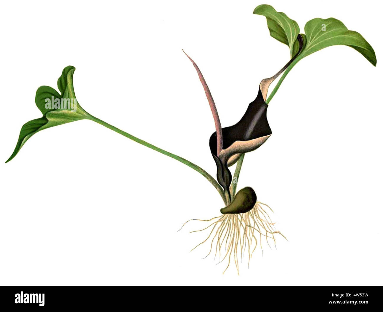Typhonium roxburghii, also known as Roxburgh's Typhonium, is a species ...