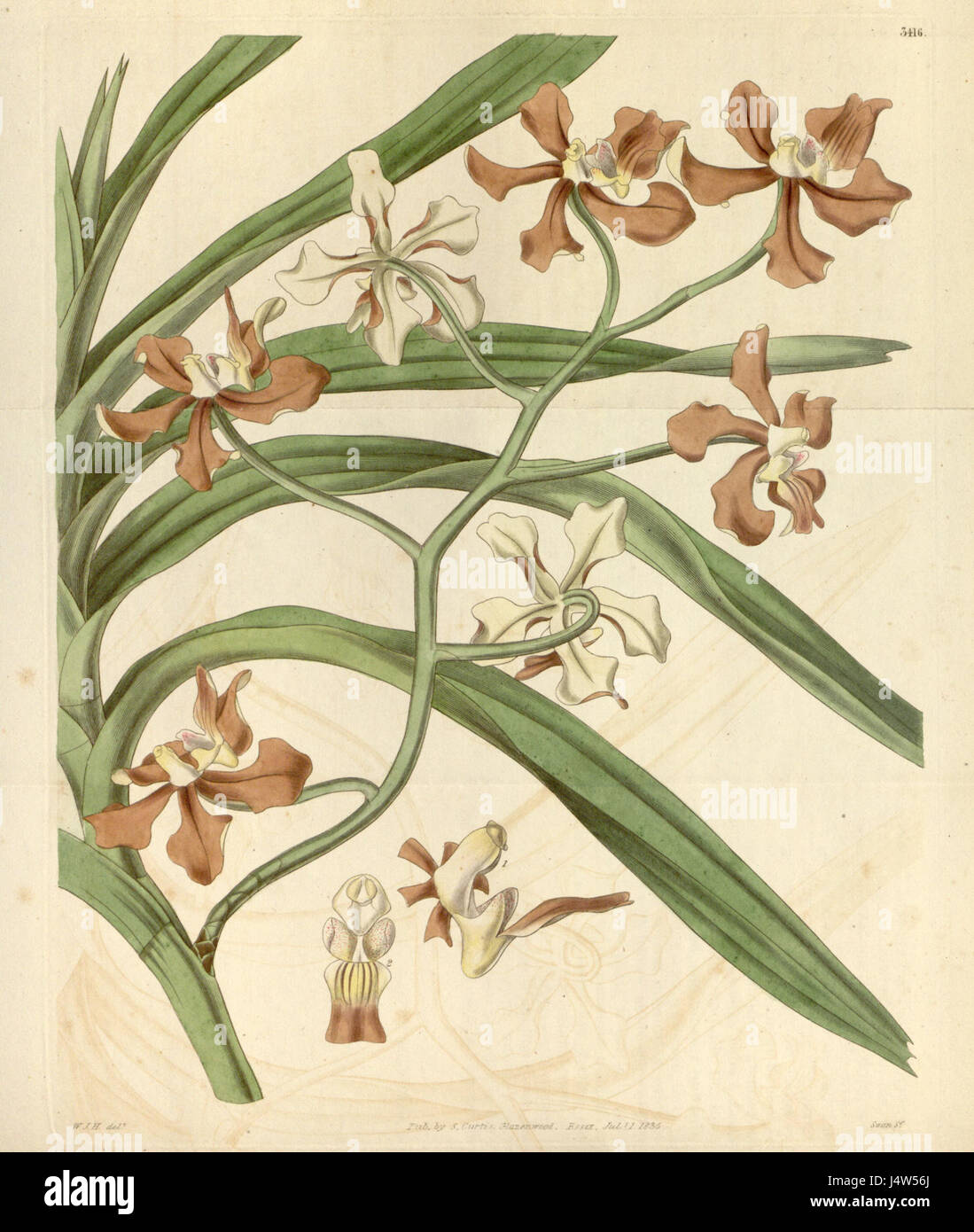 This botanical illustration from Curtis' 1835 publication depicts the ...