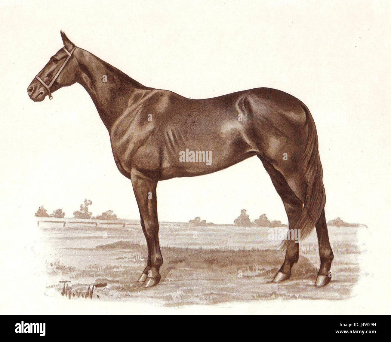 TvN amerik. Traber Stock Photo - Alamy