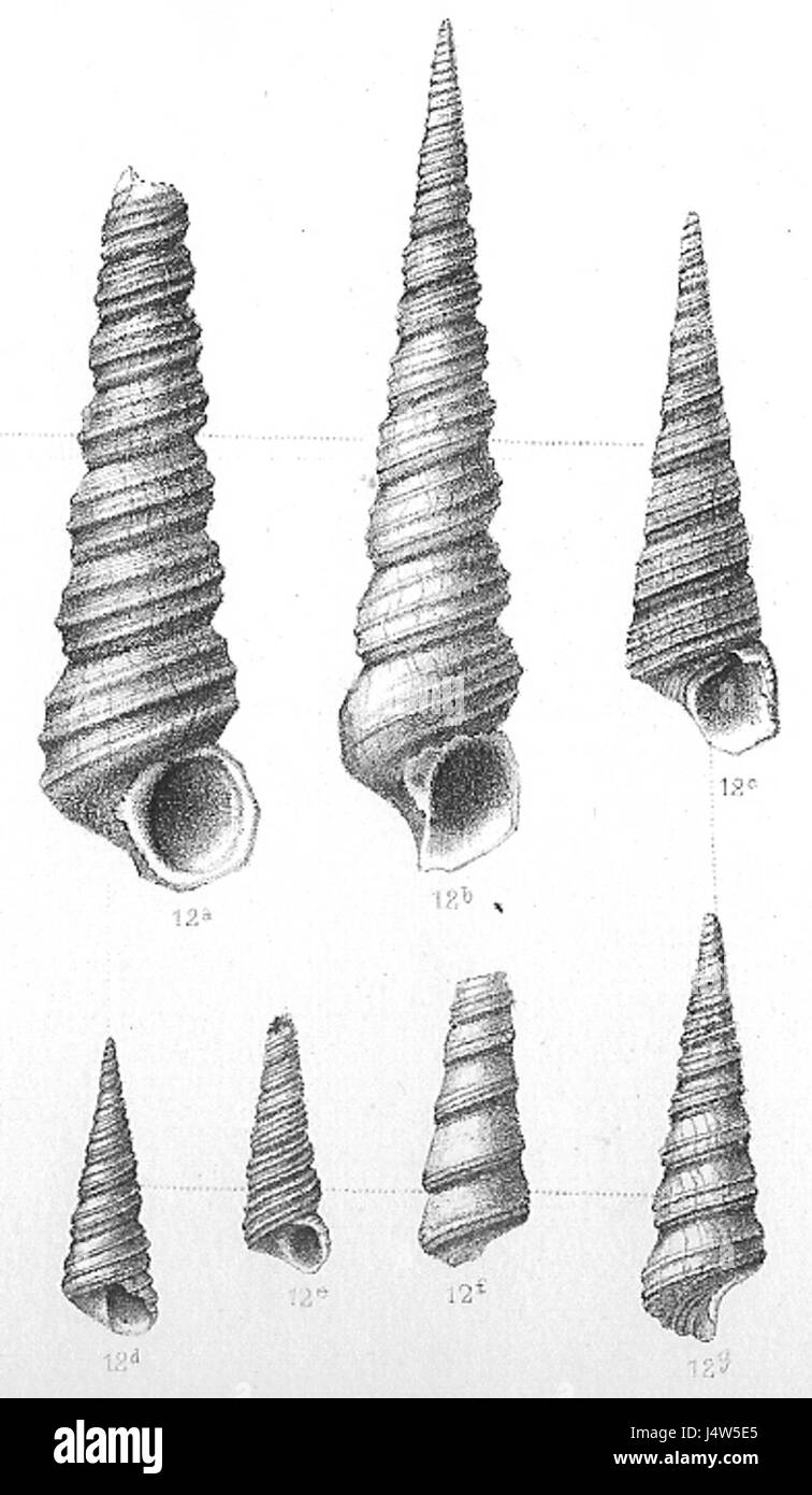 Fossilized marine gastropod species from the Pliocene deposits near ...