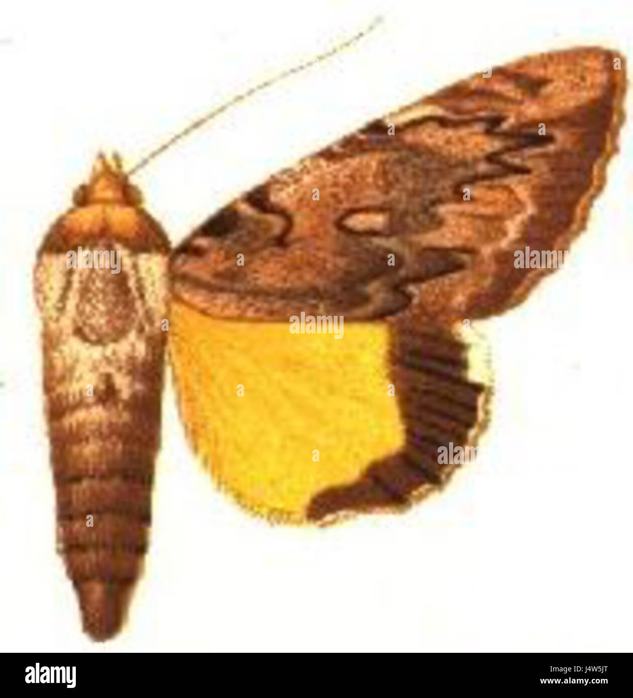 Ulothrichopus dinava is a species of aquatic organism, notable for its ...