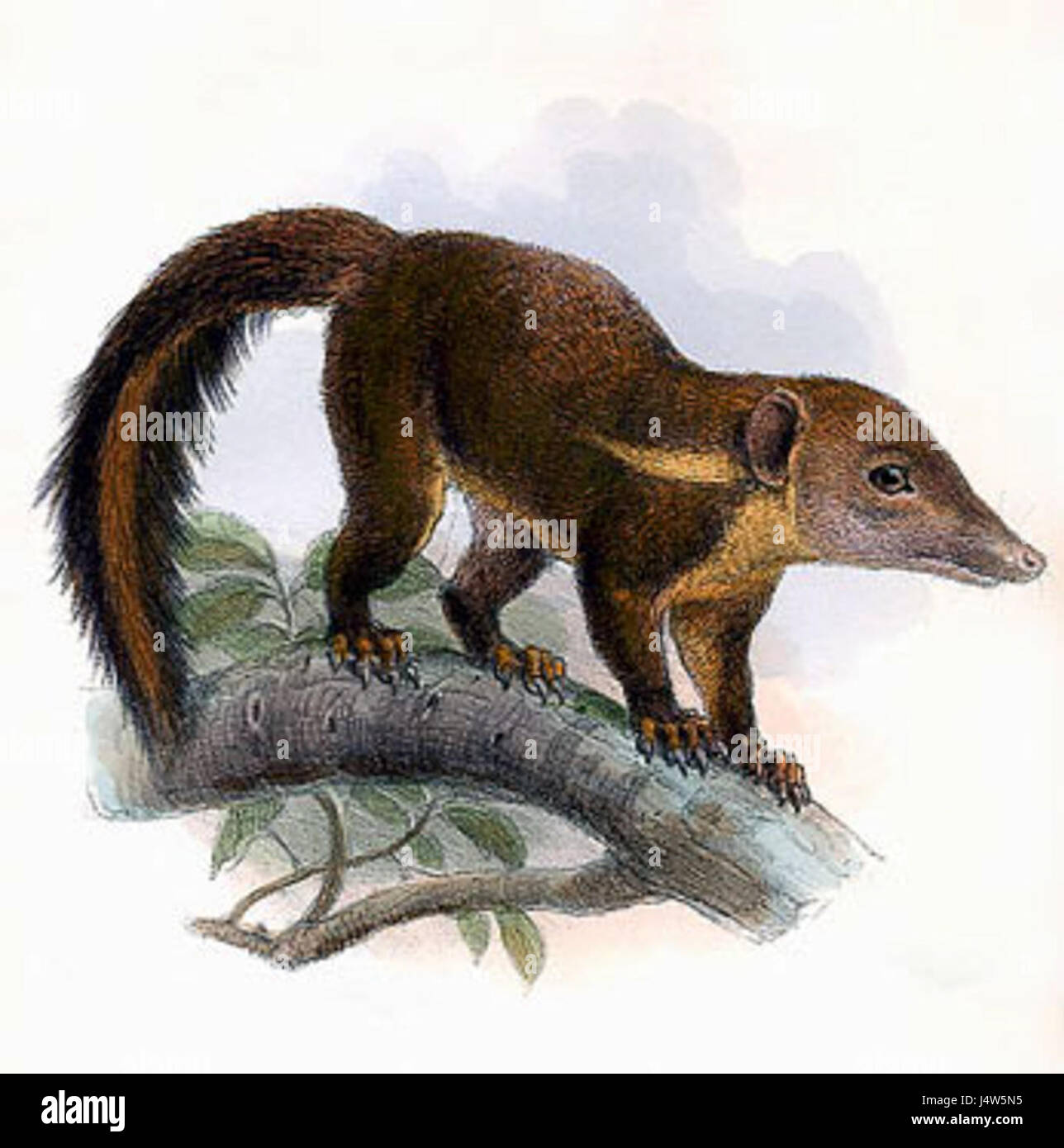 Tupaia map hi-res stock photography and images - Alamy