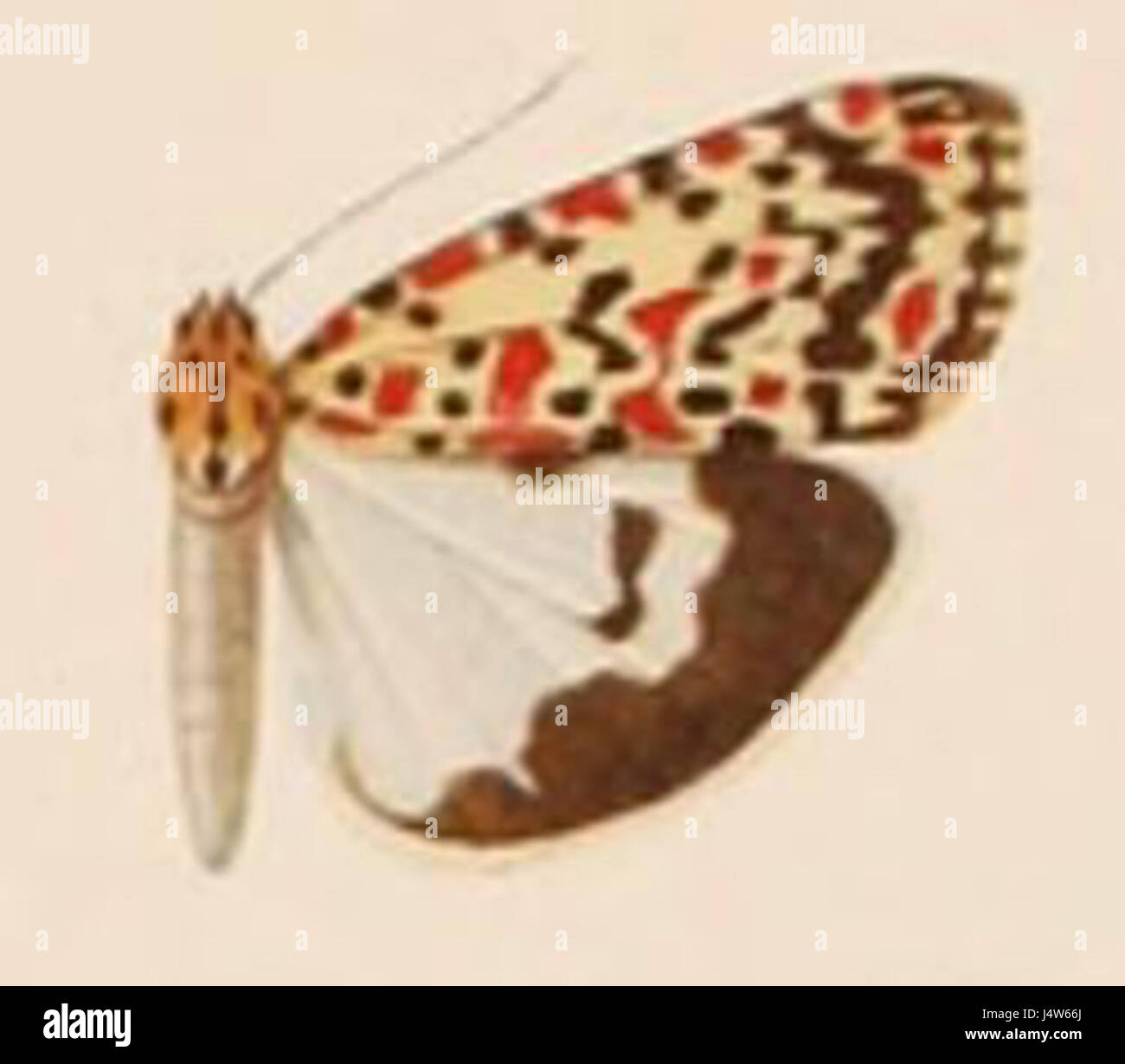 Utetheisa lotrix stigmata is a species of moth belonging to the family ...