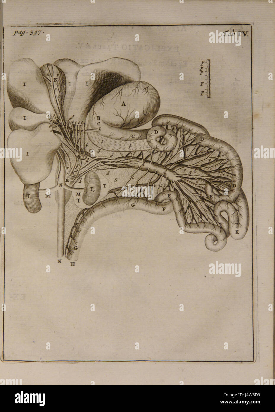 Vesling Syntagma anatomicum 399 Stock Photo - Alamy