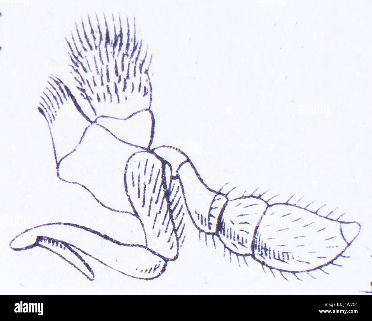 Maxille hi-res stock photography and images - Alamy