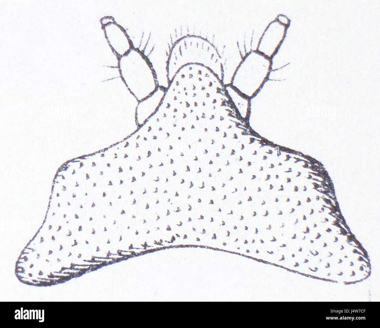 Mentum Cut Out Stock Images & Pictures - Alamy