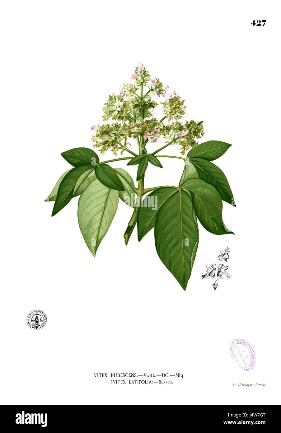 'Vitex pinnata' is a plant species illustrated by Blanco in his ...