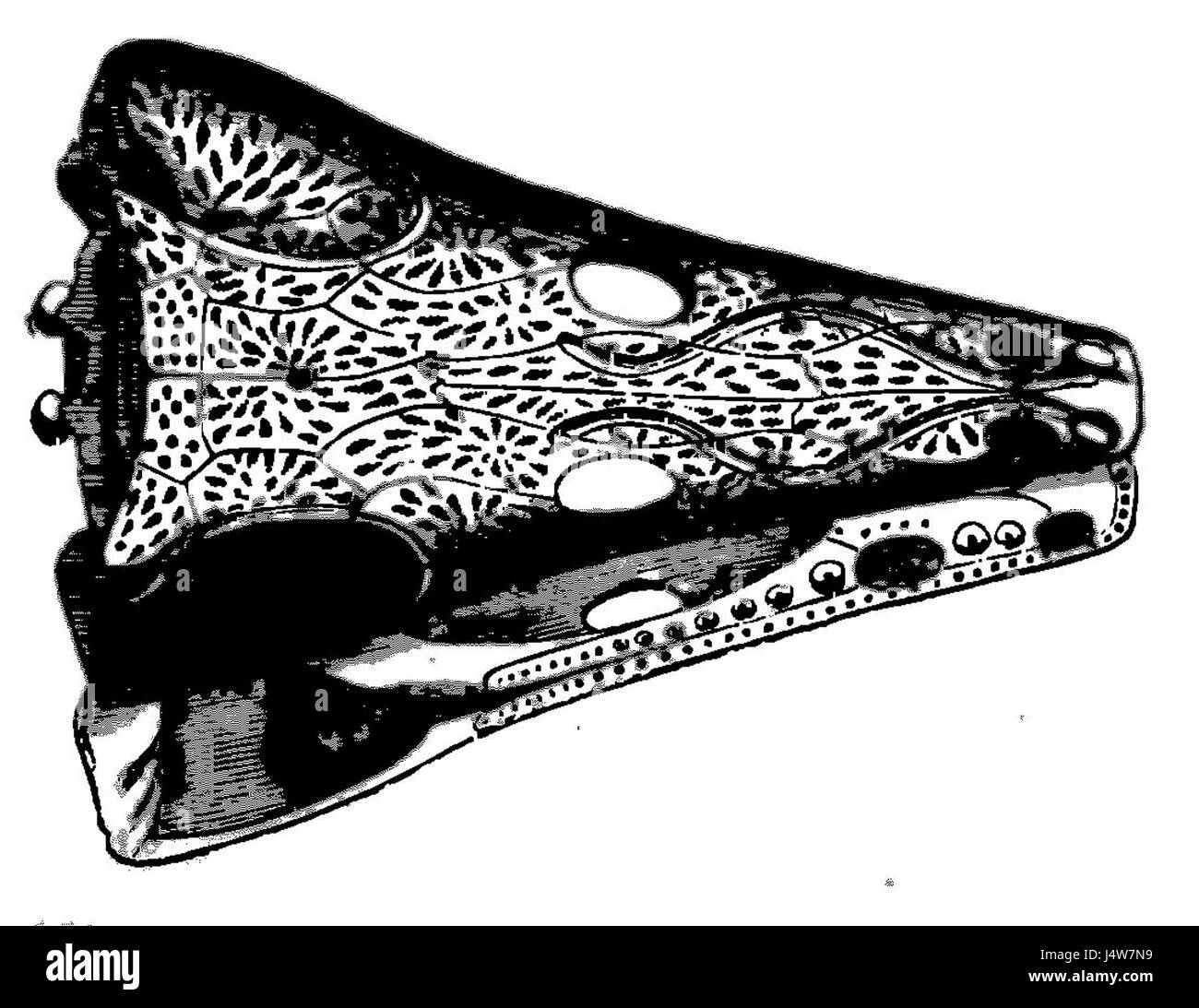 Trematosaurus Cut Out Stock Images & Pictures - Alamy