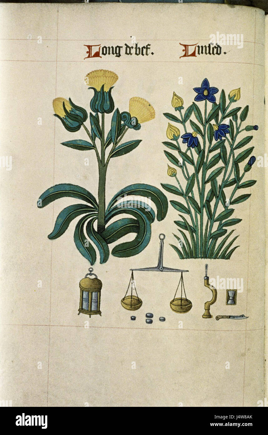 The Tudor pattern book MS. Ashmole 1504 21 Stock Photo - Alamy