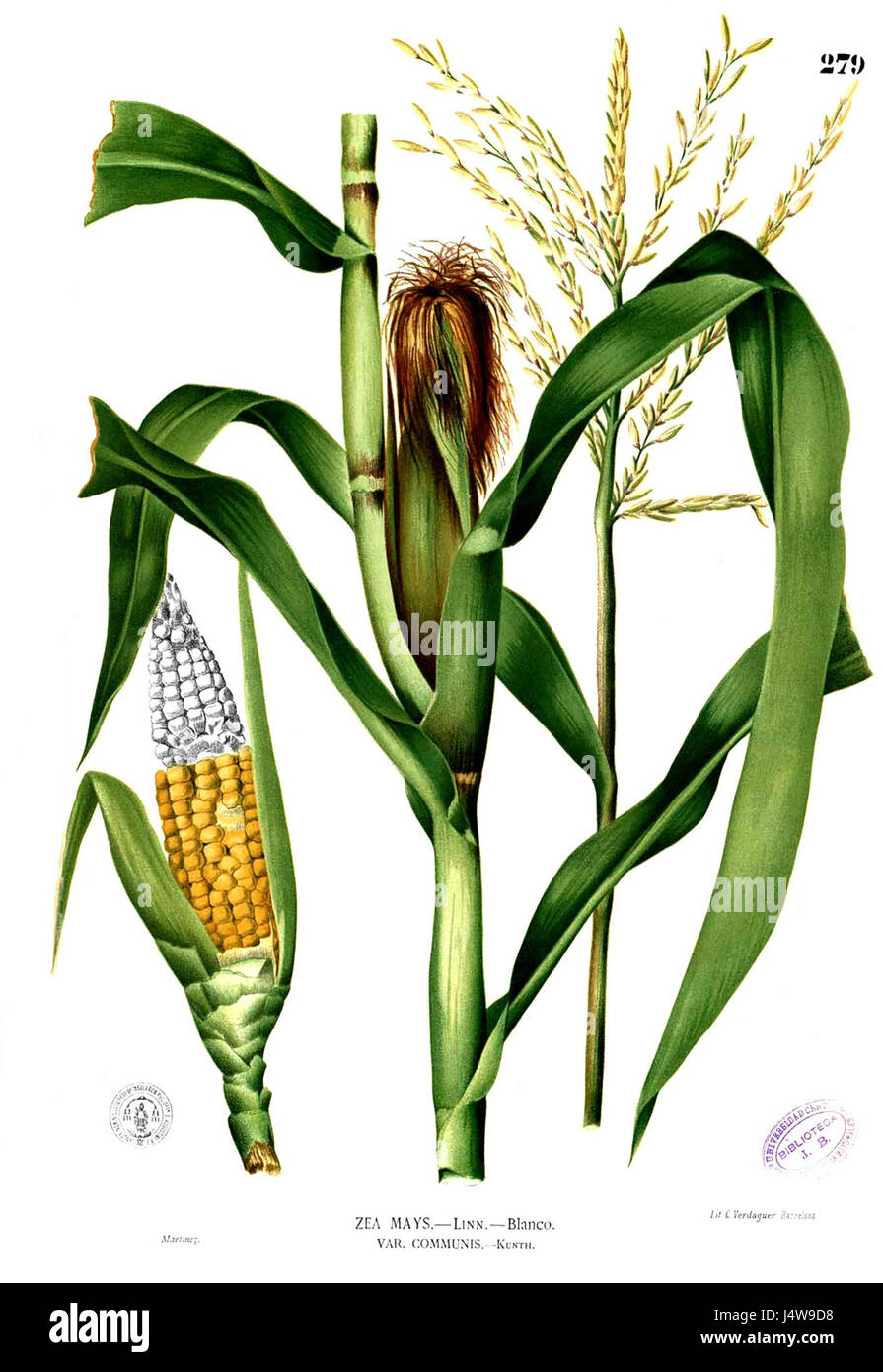 'Zea mays', commonly known as corn or maize, is a staple crop that ...