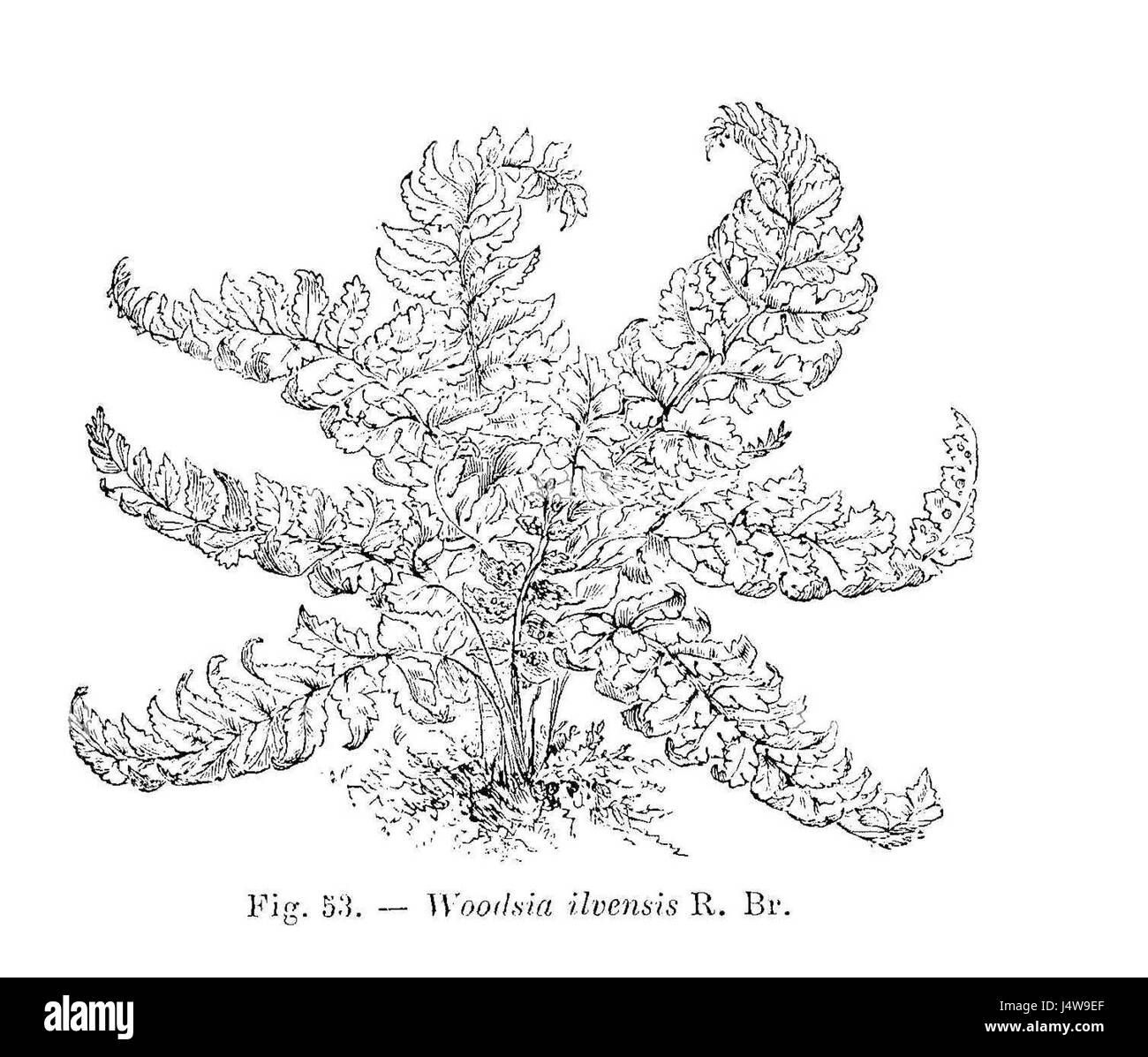 Woodsia ilvensis (dessin Stock Photo - Alamy