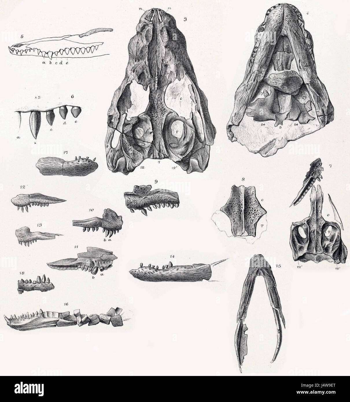 Prehistoric crocodilian species hi-res stock photography and images - Alamy