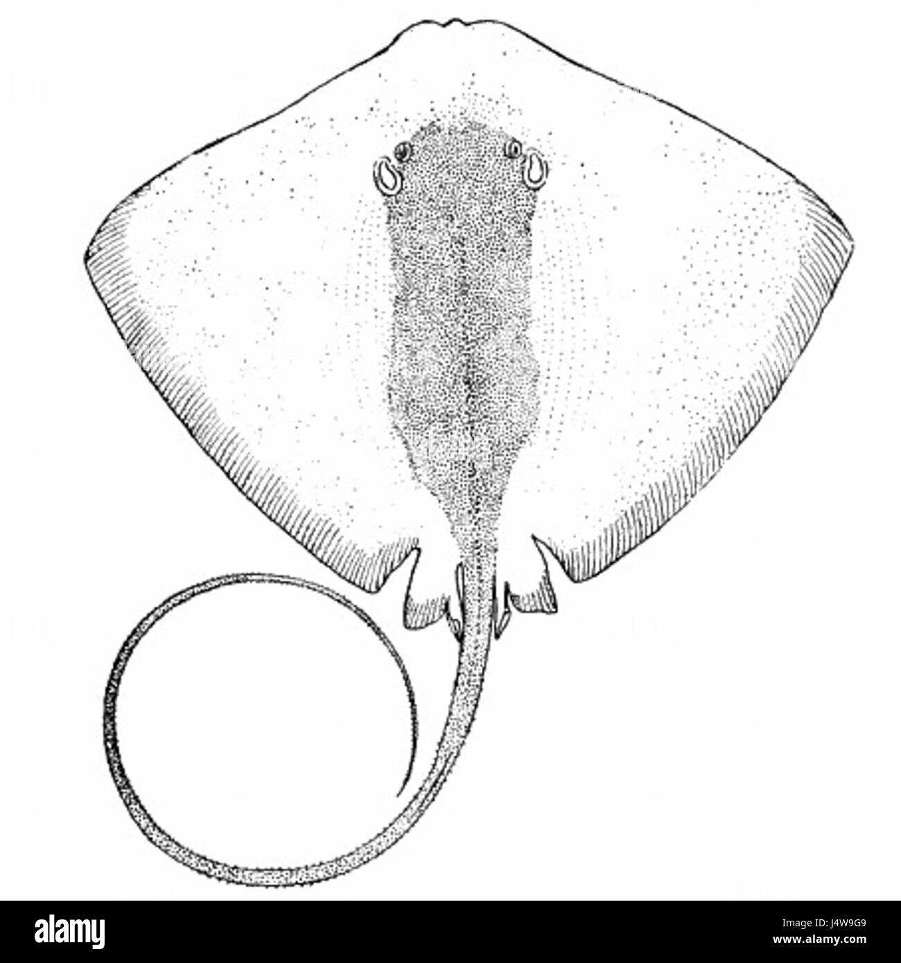 Trygon Fish Diagram C. 1836 STINGRAY SKATE Engraving • Original