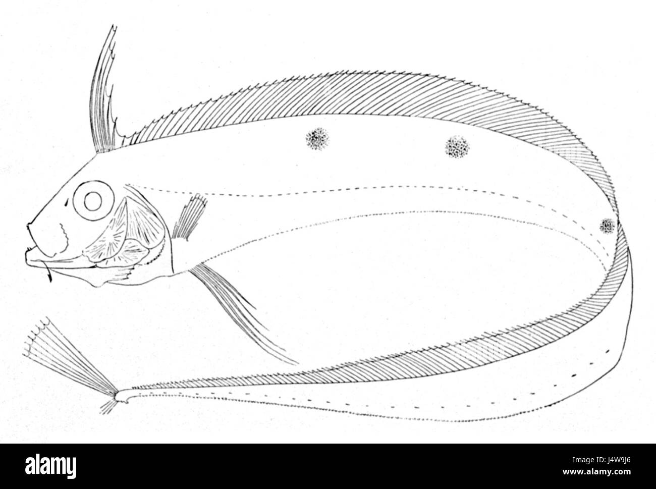 Zu cristatus is the scientific name for a species of bird known as the ...