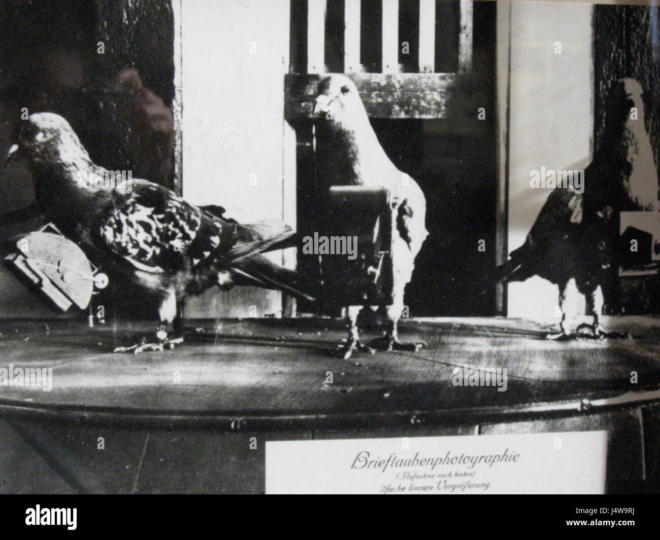 Three pigeons with cameras Stock Photo - Alamy