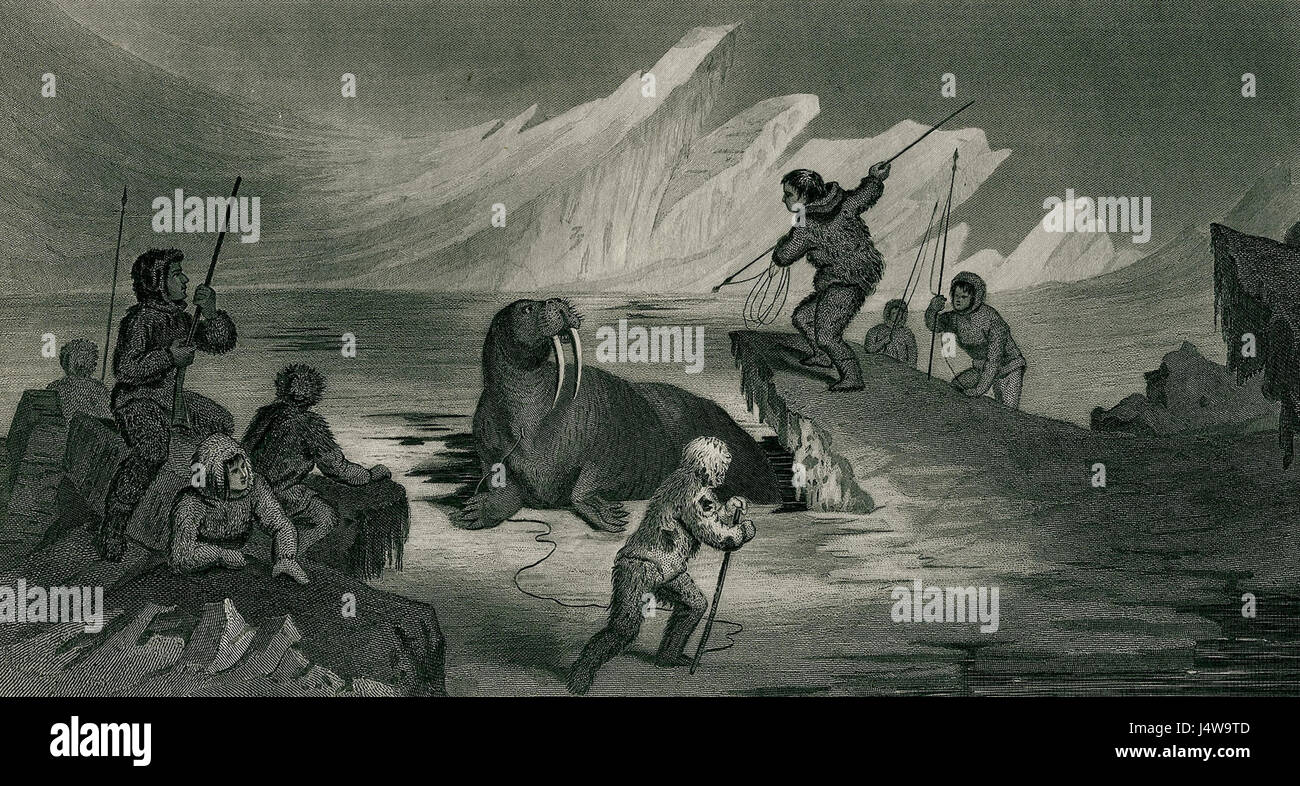 Walrus painting hi-res stock photography and images - Alamy