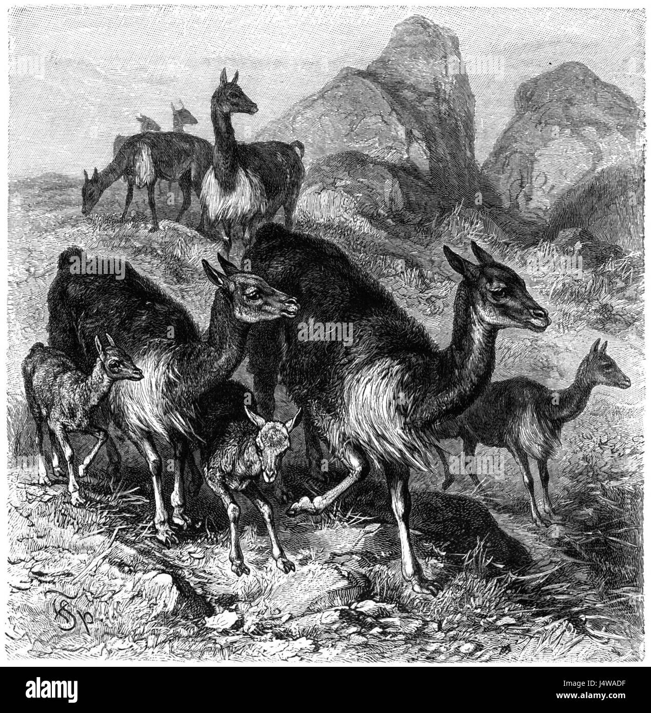 Vicuna Black and White Stock Photos & Images - Alamy