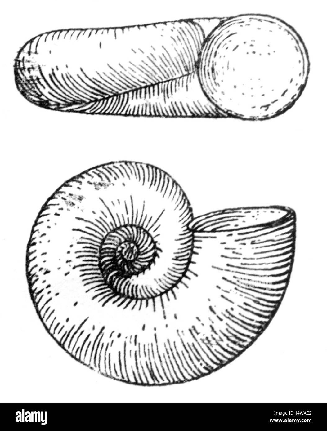 This drawing depicts Valvata cristata, a species of freshwater snail ...