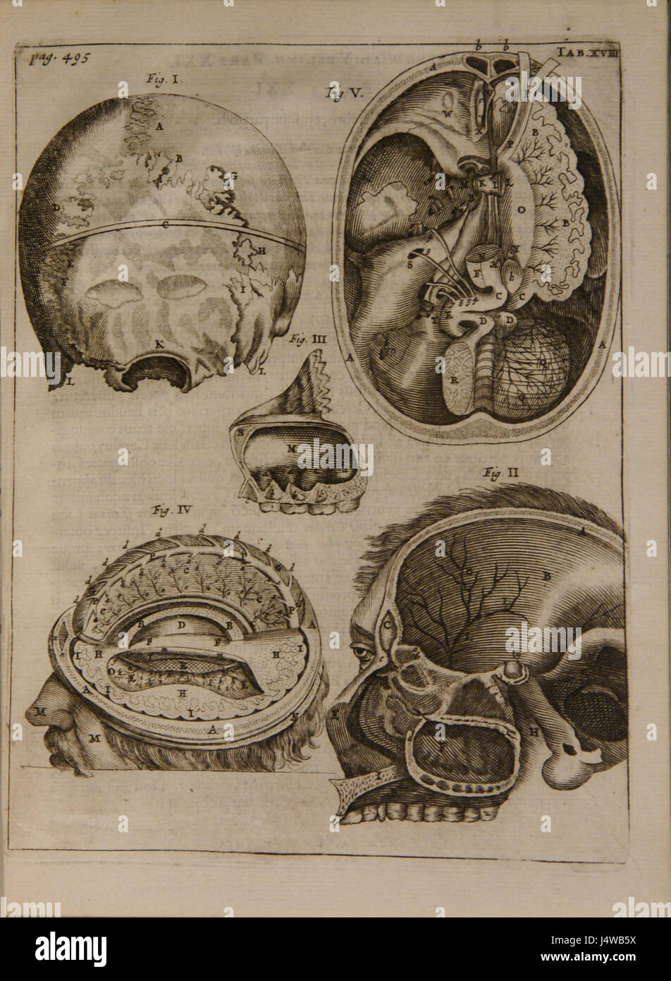Vesling Syntagma anatomicum 497 Stock Photo - Alamy