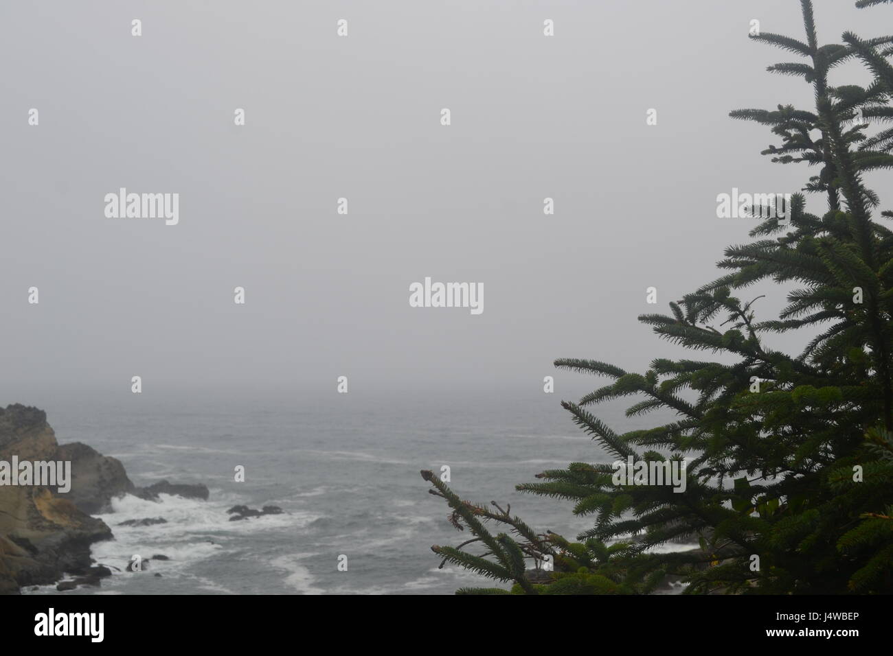 Oregon coast fog tree hi-res stock photography and images - Alamy