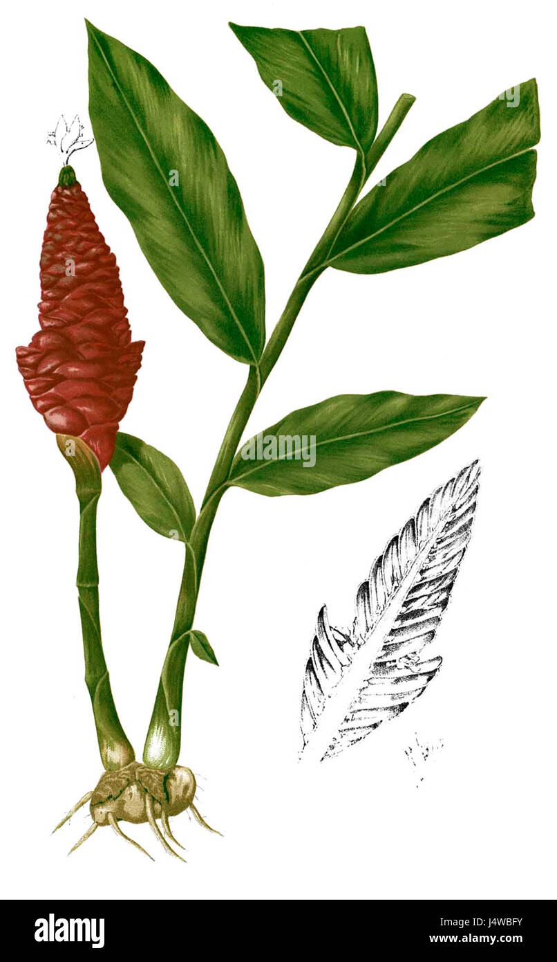 Tropical ginger species Cut Out Stock Images & Pictures - Alamy