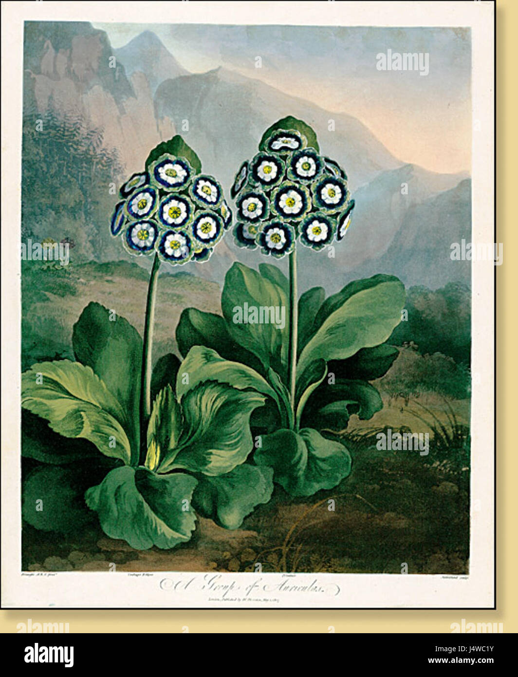 Flower auriculas hi-res stock photography and images - Alamy