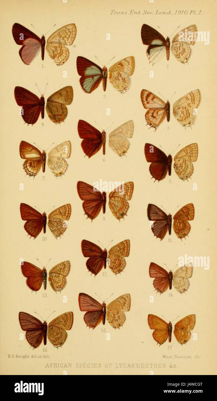 Insect society hi-res stock photography and images - Alamy