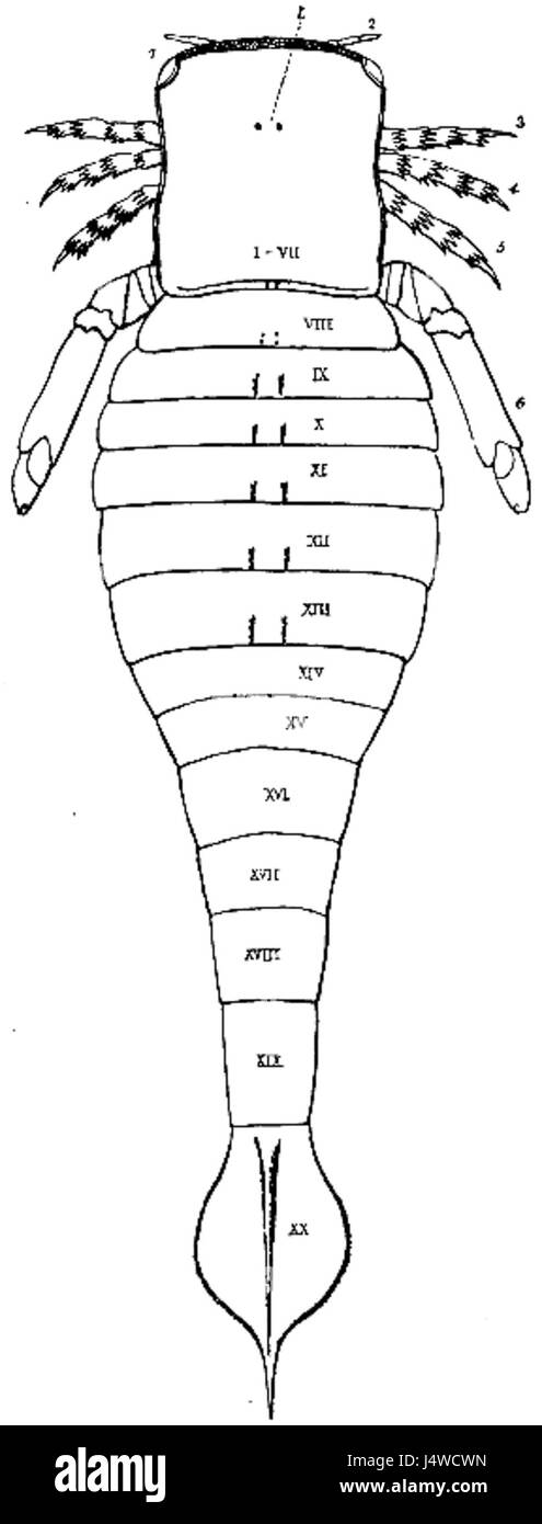 Eurypterida hi-res stock photography and images - Alamy