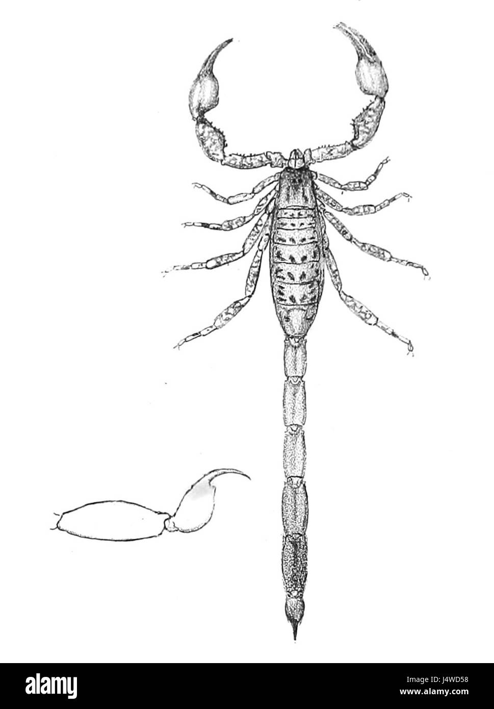 Tityus smithii 1894 Stock Photo - Alamy