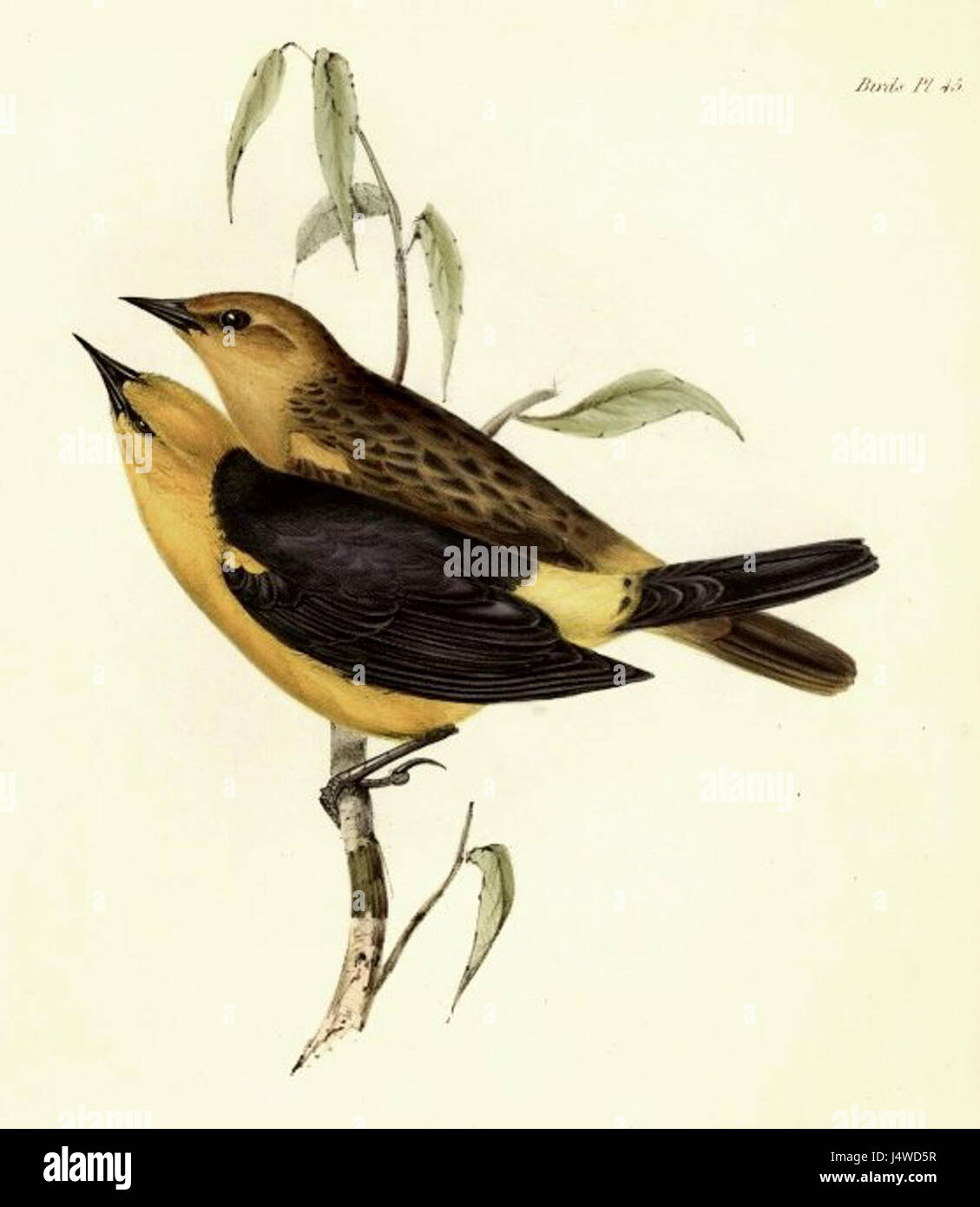 Seasonally flooded grasslands hi-res stock photography and images - Alamy