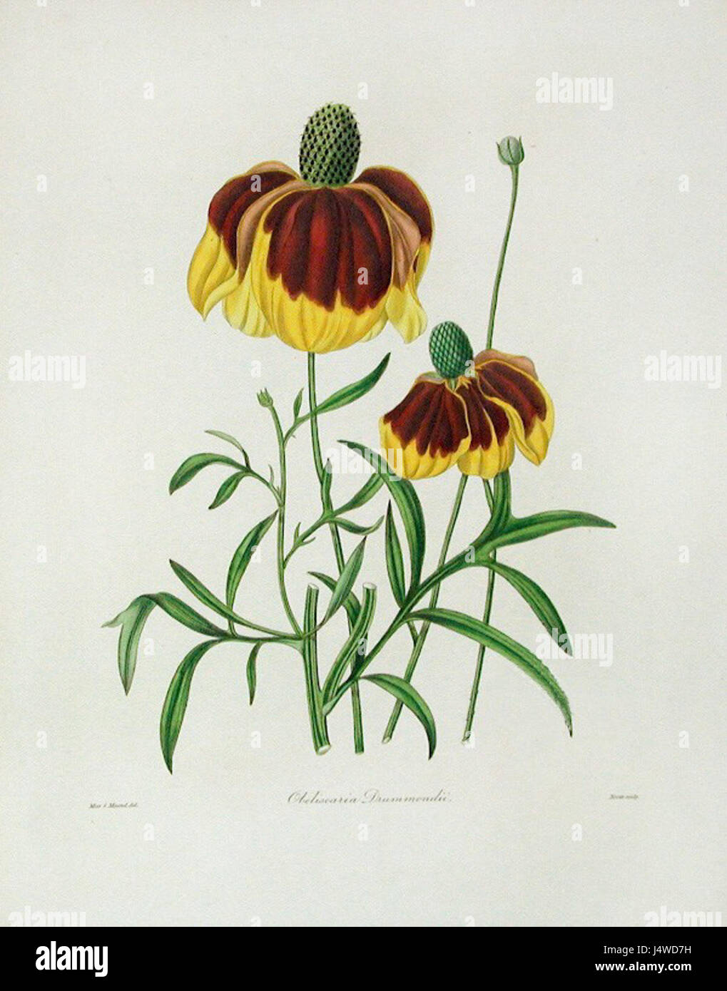 'The Botanist' refers to the study and classification of plants ...