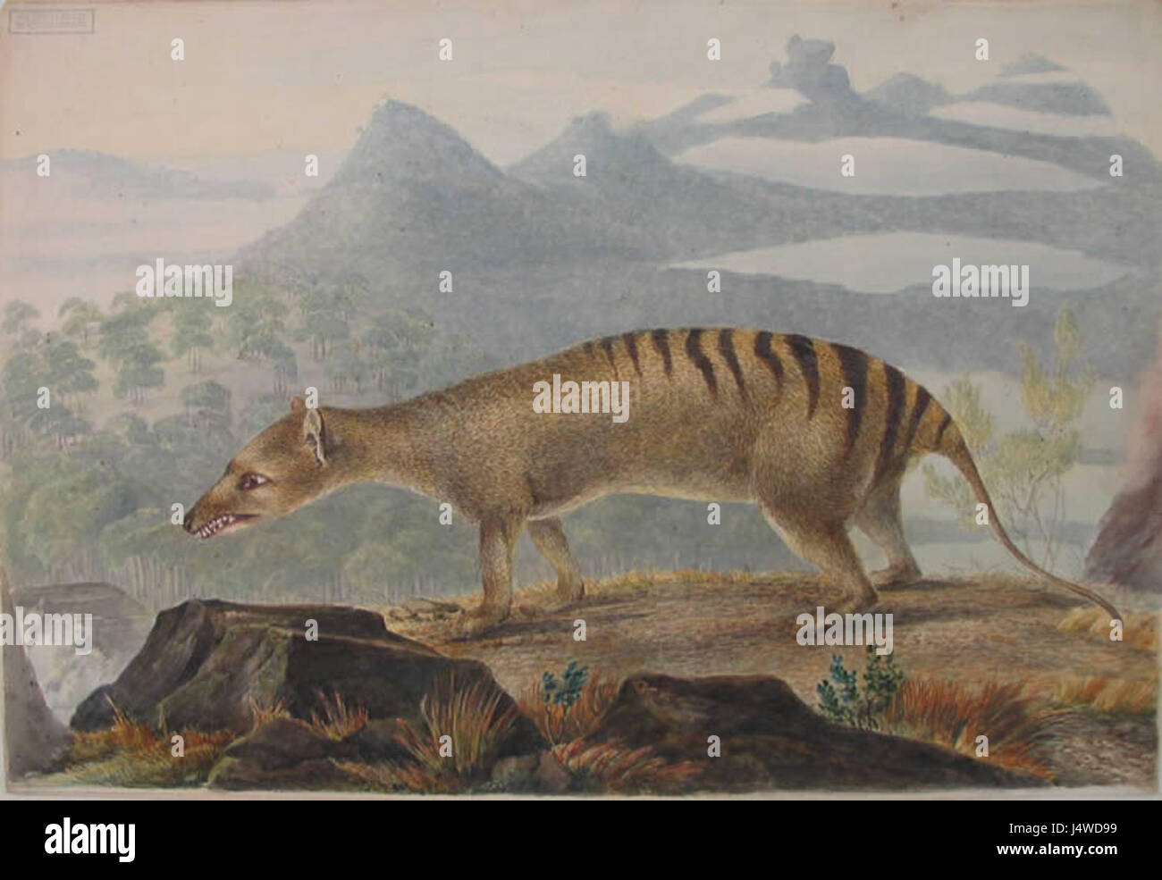 Thylacine drawing hi-res stock photography and images - Alamy