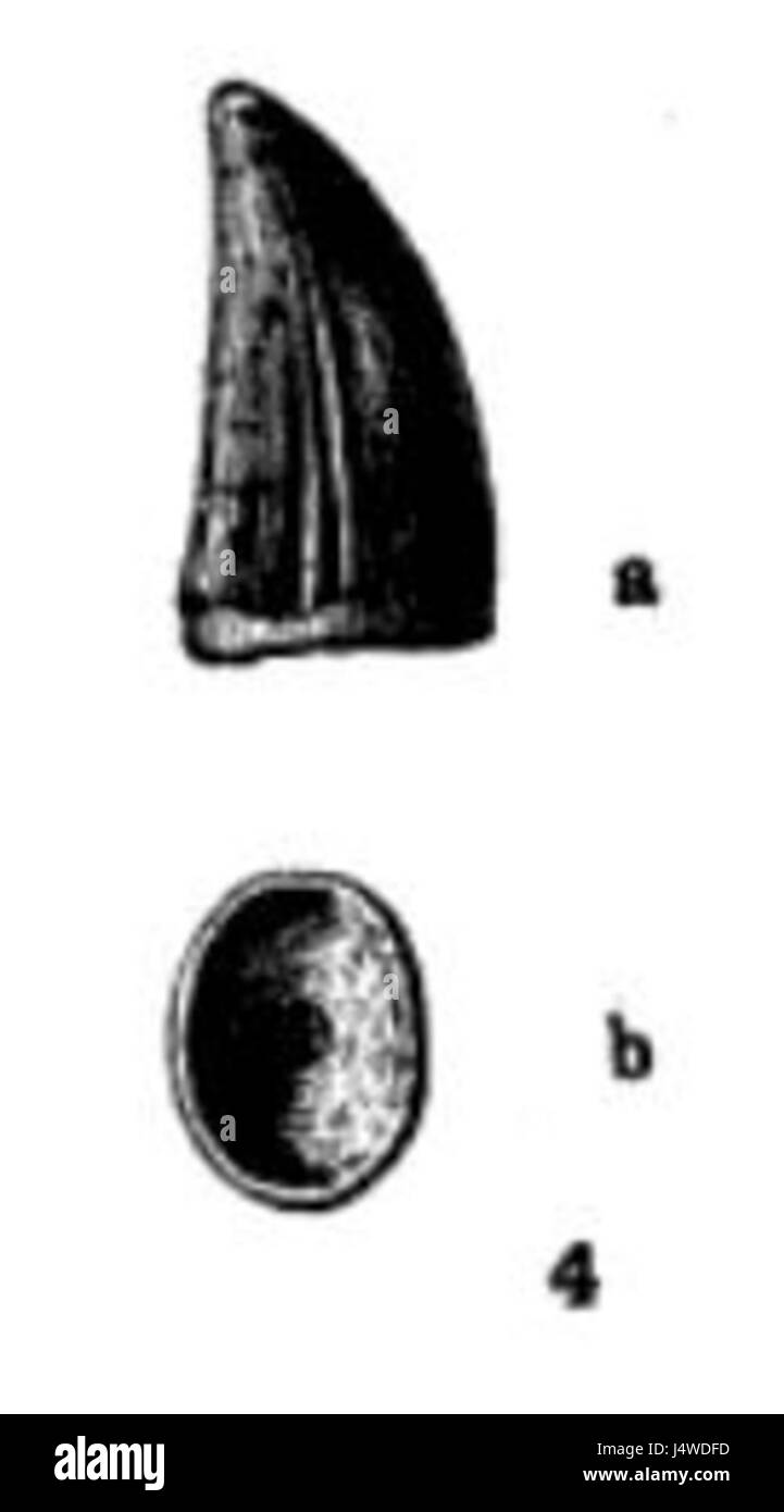 Tooth analysis Black and White Stock Photos & Images - Alamy