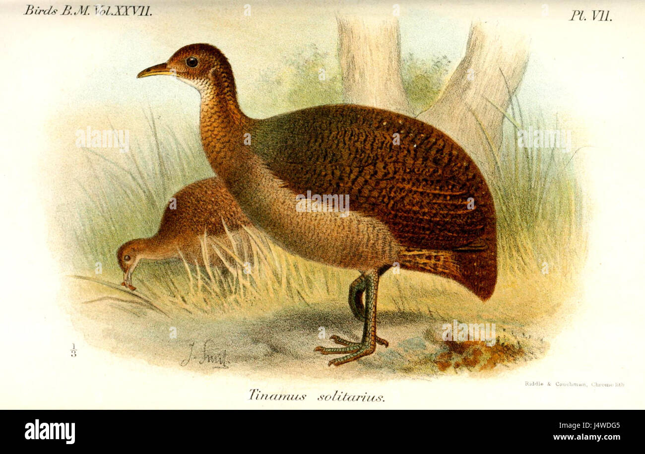 Tinamus solitarius, commonly known as the solitary tinamou, is a ...