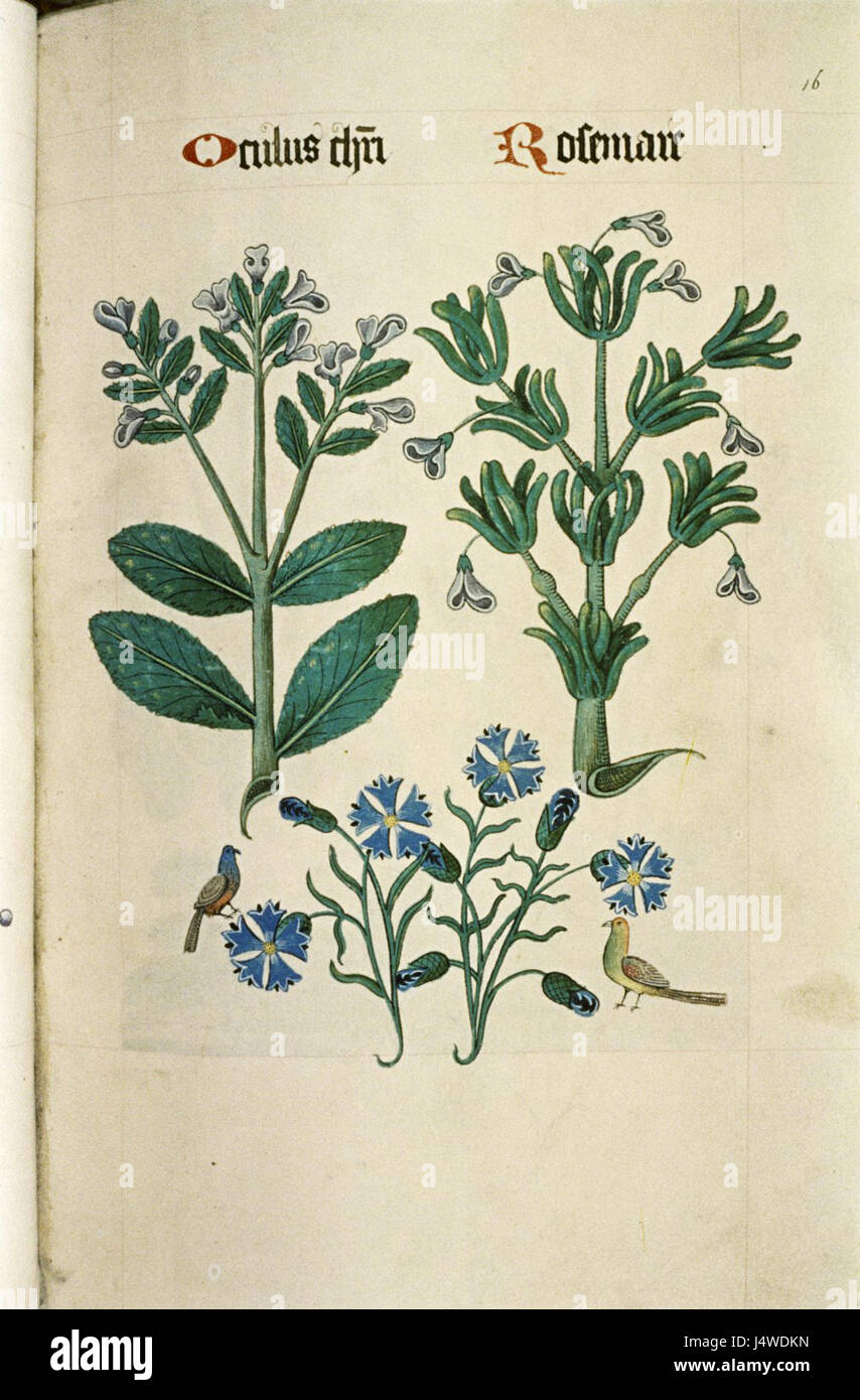 The Tudor pattern book, MS. Ashmole 1504, is a historical manuscript ...