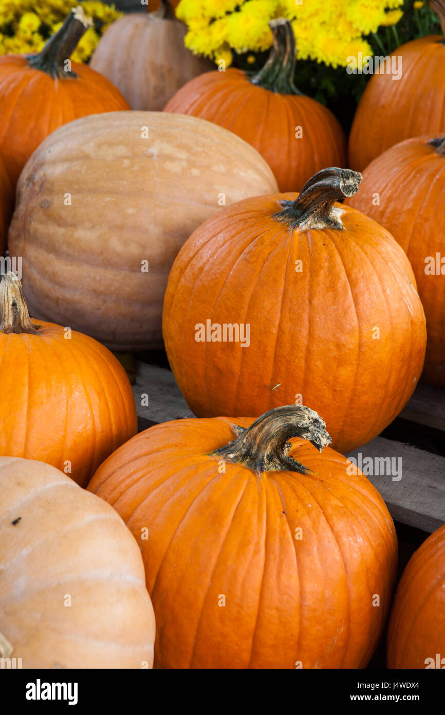 Shelldrakes hi-res stock photography and images - Alamy