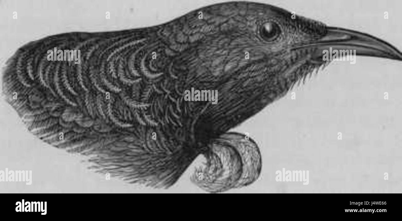 Tui head and neck Stock Photo - Alamy