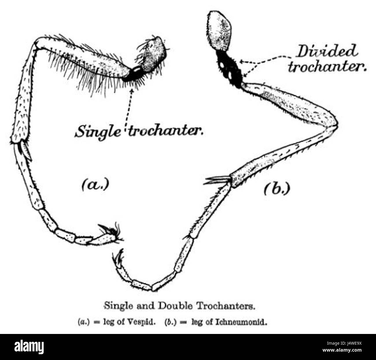 Family of insect Black and White Stock Photos & Images - Alamy